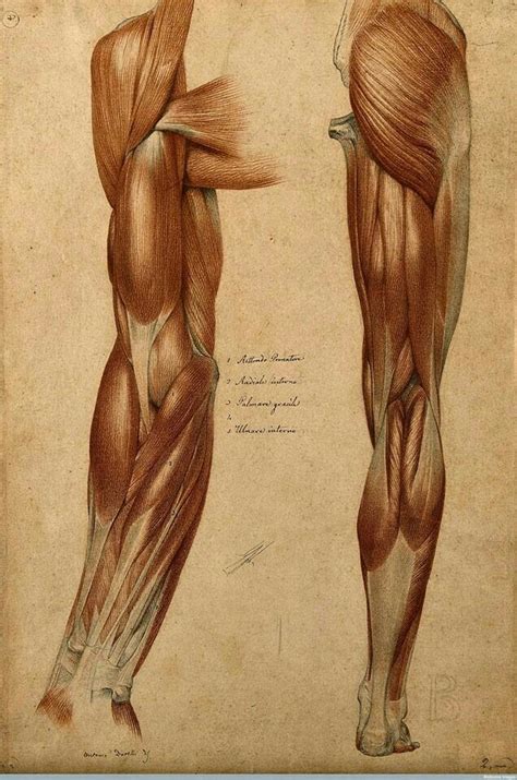 Épinglé par pisacuello armando sur GOTTFRIED BAMMES | Dessin corps ...
