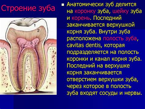 Анатомия и гистология зуба - презентация онлайн