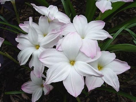 Zephyranthes Hybrids One | Pacific Bulb Society