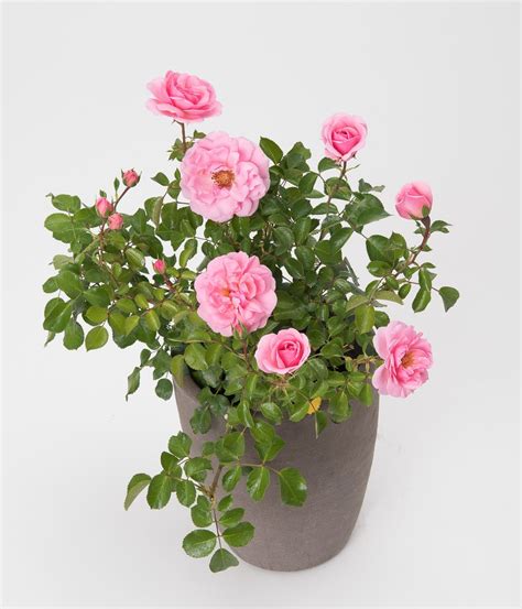 Rose Home & Garden ® - Rosa Home & Garden ® günstig kaufen