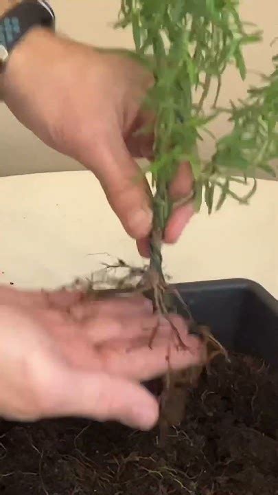 Бонсай з розмарина #бонсай #bonsai #bonsailovers #бонсайукраїна # ...
