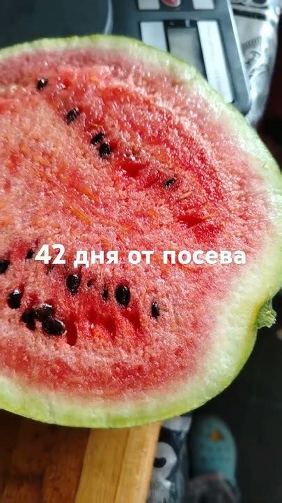 Алисон F1 #дача #арбуз #скороспелый #бахча #грядка #хутор - YouTube