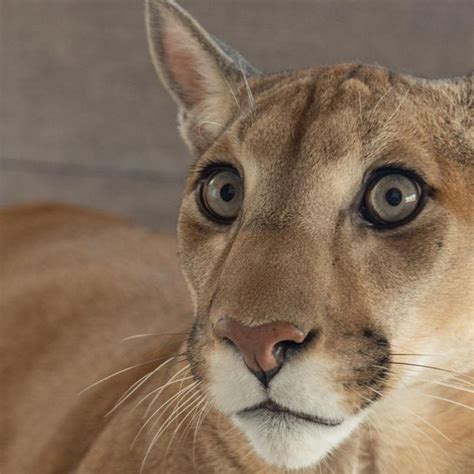 I_am_puma on Instagram: "У пумы Месси появился брат близнец?😱 У вас ...