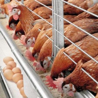 Лучшая зерносмесь для кур несушек на зиму: рецепт | Poultry farm ...