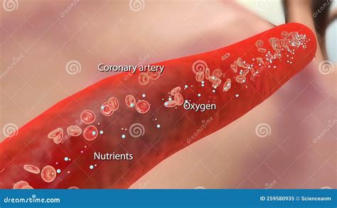 Oxygen in the Cardiovascular System Stock Illustration - Illustration ...
