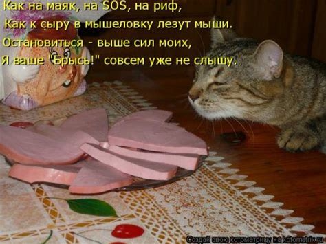Уморительные котоматрицы для отличного настроения / Питомцы