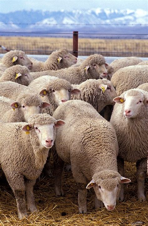 Mouton — Wikipédia