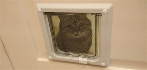 Дверцы для кошек - с доставкой и установкой!