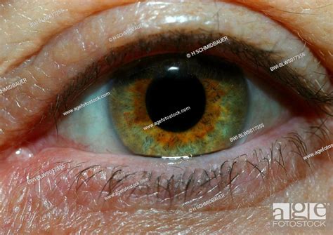 human eye, open pupilla, series 1 of 2, Stock Photo, Picture And Rights ...