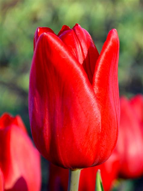 Tulip Bulbs 'Red Power' | DutchGrown™