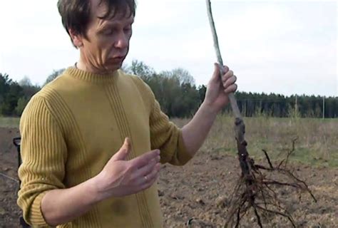 Карликовые яблони: особенности посадки | Агропромышленный вестник