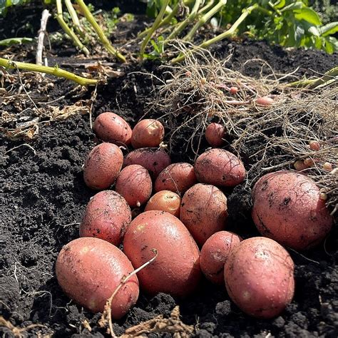Семенной картофель от производителя «Меристемные культуры»