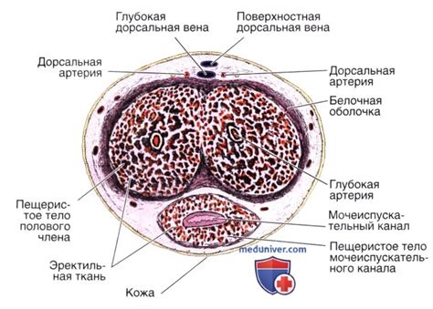 Гистология полового члена и его строение, функции