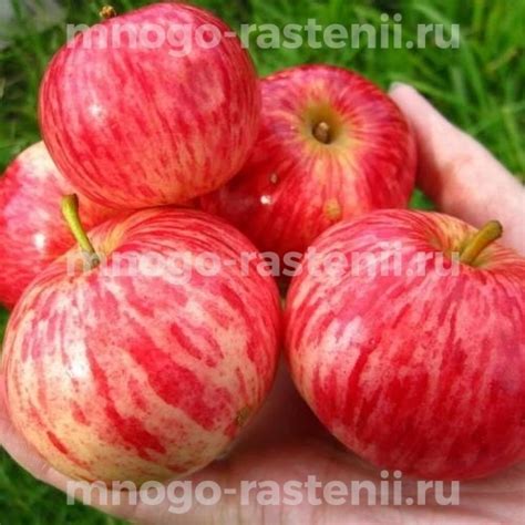 Саженцы Яблоня Коричное полосатое купить по цене 600 руб. в Москве с ...