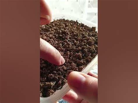 Выращивание Голубой ели в Сибири в суровых условиях. Что из этого ...