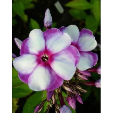 Флокс Phlox Маргри