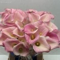 Калла Капитан Марреро купить с доставкой курьером, почтой, в пункты ...