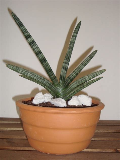 Sansevieria Cylindrica