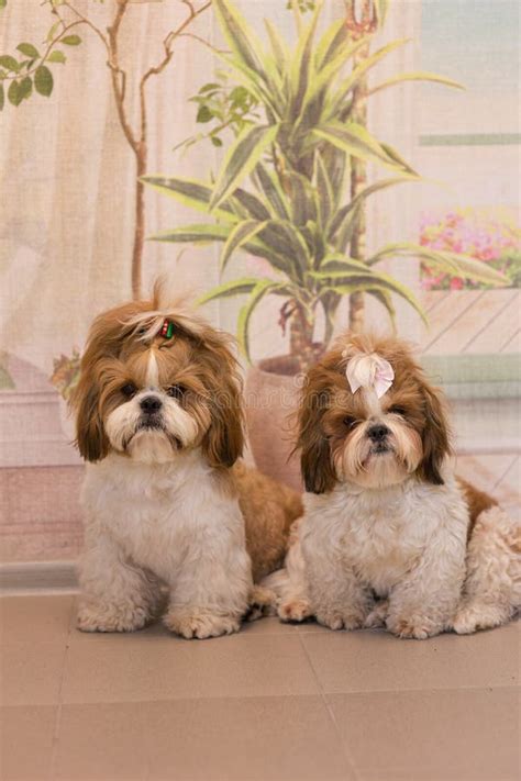 Two Cute Identical Shih Tzu Dogs with Bows Posing for the Camera. the ...