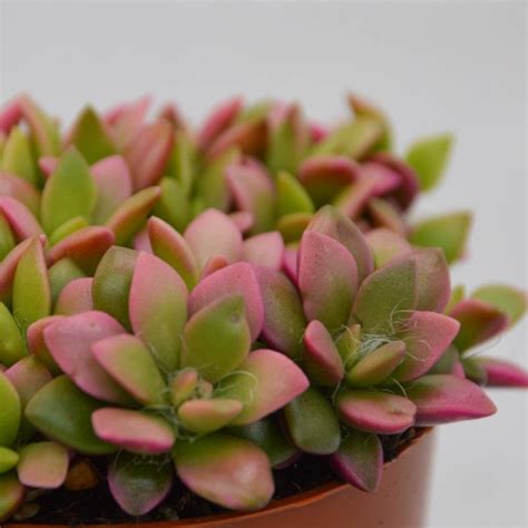 Anacampseros rufescens subsp. variegata - Ø9cm | PASIORA | Sukkulenten ...
