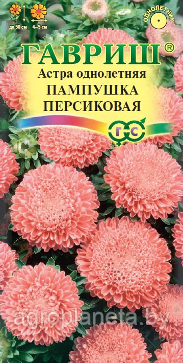 Астра ПАМПУШКА персиковая, 0.3 г: семена, семена овощных культур ...