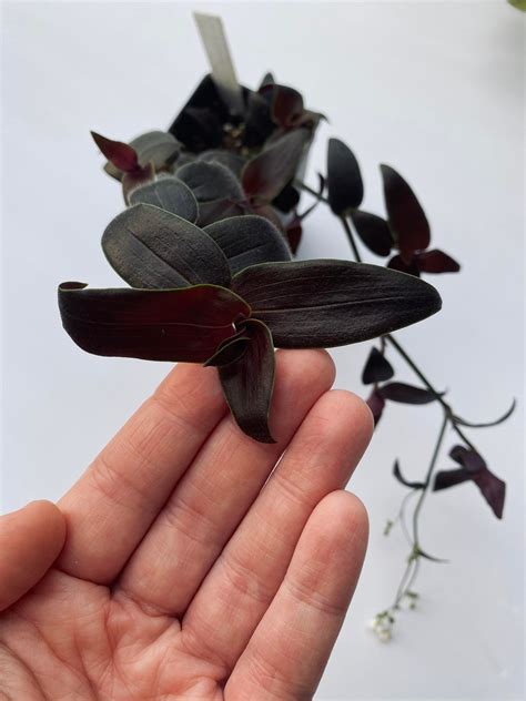 Black Tradescantia Jose Puig Gibasis Starter Plant ALL - Etsy
