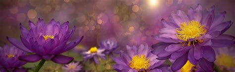 Purple & Gold | Indigo lotus photographed at Kew Gardens Lon… | Reg ...