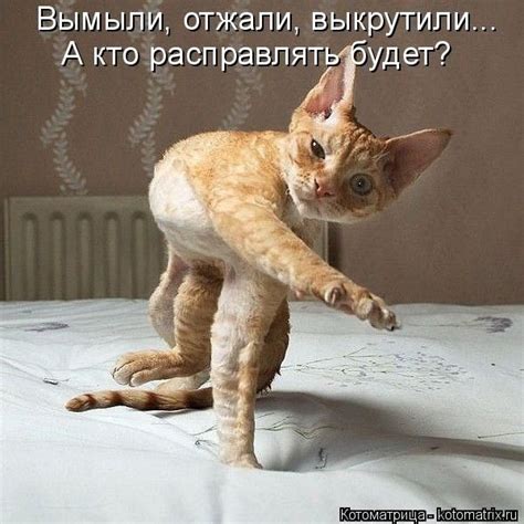 Забавные котоматрицы (50 фото)