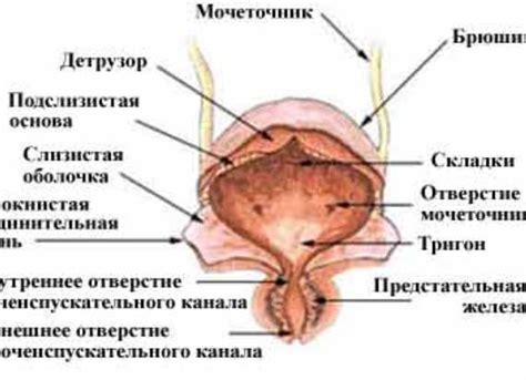 Мочевой пузырь - строение
