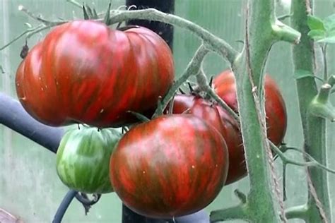 Томат Шоколадный полосатый Chocolate stripes: характеристика, описание ...