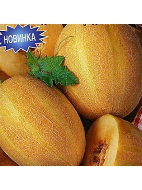Дыня Маркиза — описание, фото и характеристики сорта