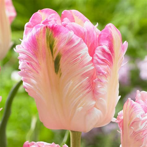Buy premium quality Tulip Cabanna 11/12cm from Dutch Bulbs