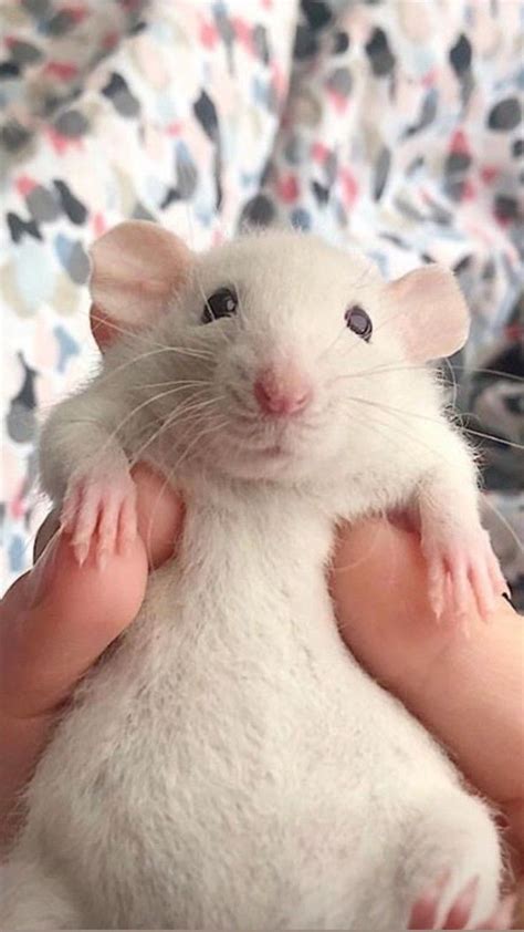 обои на телефон | Ratto domestico, Cuccioli di animali divertenti, Animali