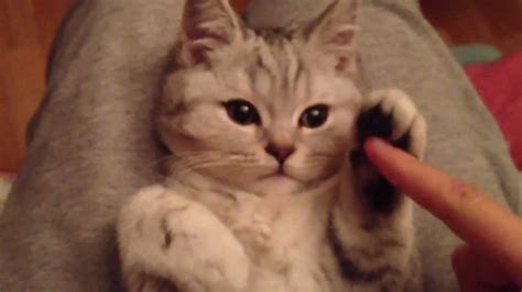 ПЛАСТИЛИНОВЫЙ КОТИК (Incredible plasticine kitten) - YouTube