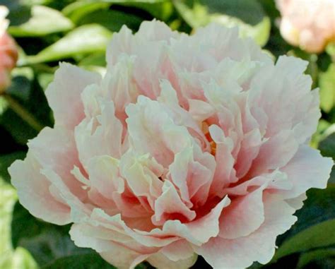 'MAJESTY'S STAR' Peony (Paeonia x lactiflora 'majesty's star ...
