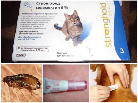 Капли Стронгхолд для кошек и котят: инструкция по применению, показания ...