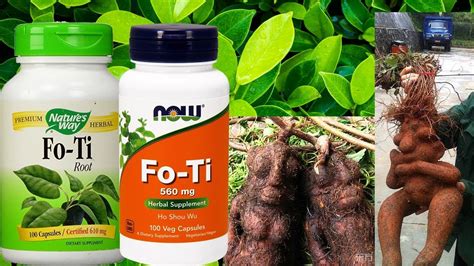 Фо-Ти (Fo-Ti Root) – коренът за дълъг живот (Ст. Жеков) - YouTube