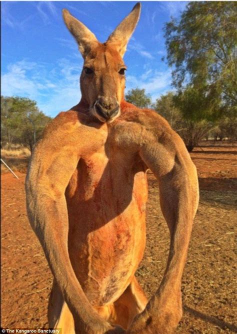 Roger the musclebound kangaroo poses for an another intimidating photo ...