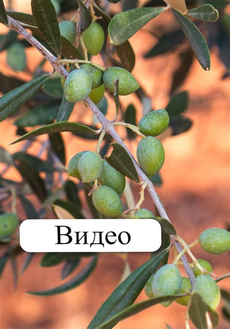 Agia Triada - Прямые поставки продукции из Греческого монастыря