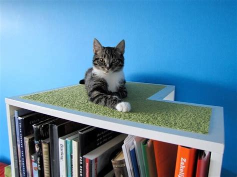 CatCase by Urban Cat Design - Bookcase Porn