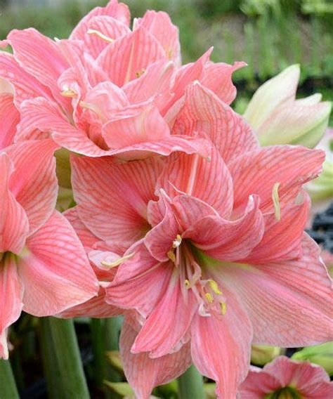 Амариллис Свит Нимф | Amaryllis flowers, Pink amaryllis, Bulb flowers