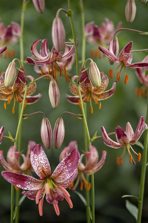 Alberta Morning - lily bulb