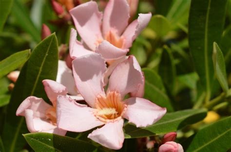 Oleander - Apricot - Dwarf - Guildford Garden Centre