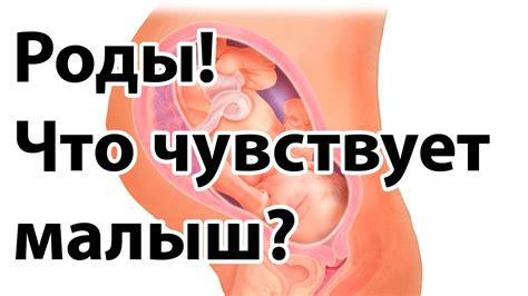 Роды: что чувствует ребёнок? Смотреть всем беременным! | "До и После ...