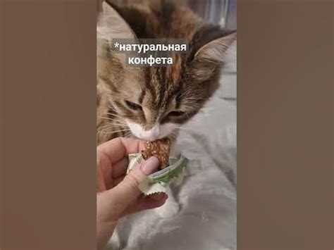Кошка Милка ест конфету #shorts #коты #cat #kitten #безкотаижизньнета ...