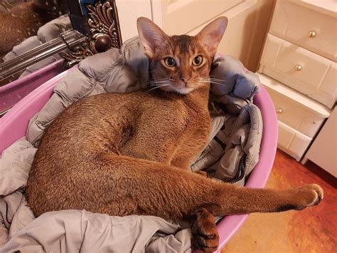 Котокафе ДелиКОТес
