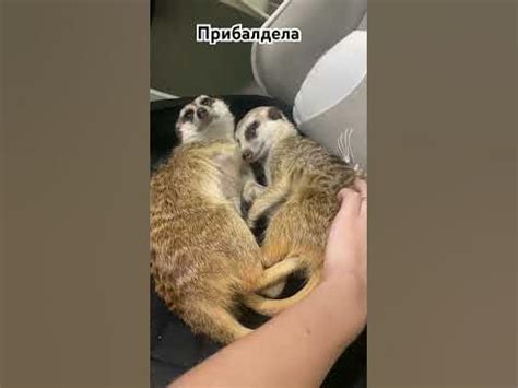 Сурикаты кайфуют #животные #сурикат #лето #милота #кайф - YouTube