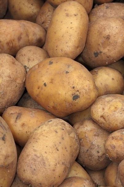 Продается домашний картофель. 20 рублей килограмм | Новозыбков ...