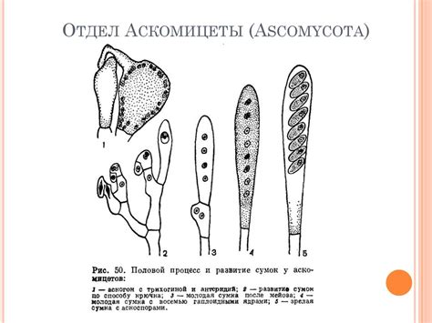 Отдел Аскомицеты - презентация онлайн