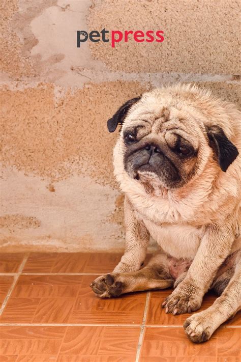 Head Pressing in Senior Dogs: When Should You Be Concerned?